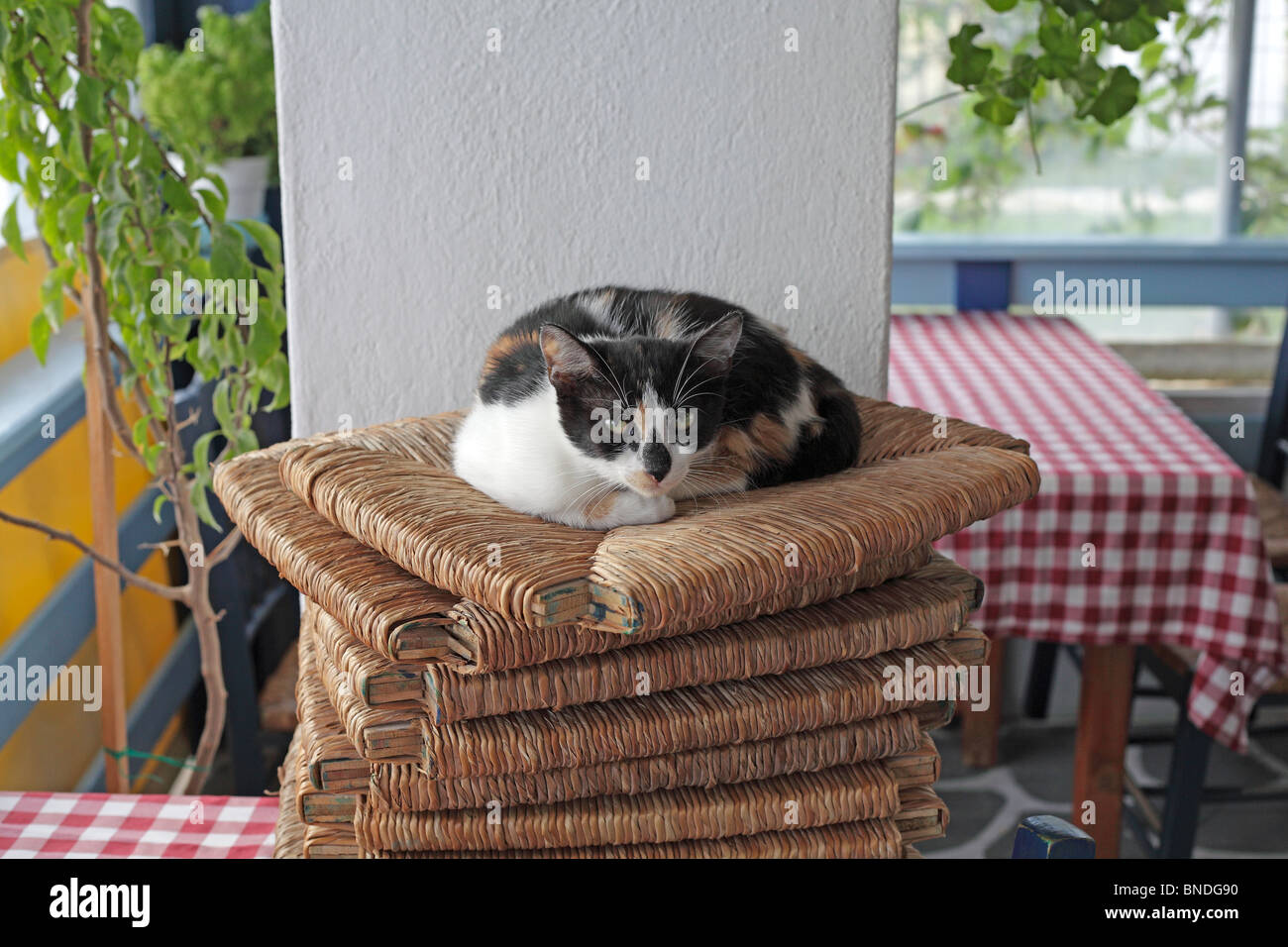 Cat sat hi-res stock photography and images - Alamy
