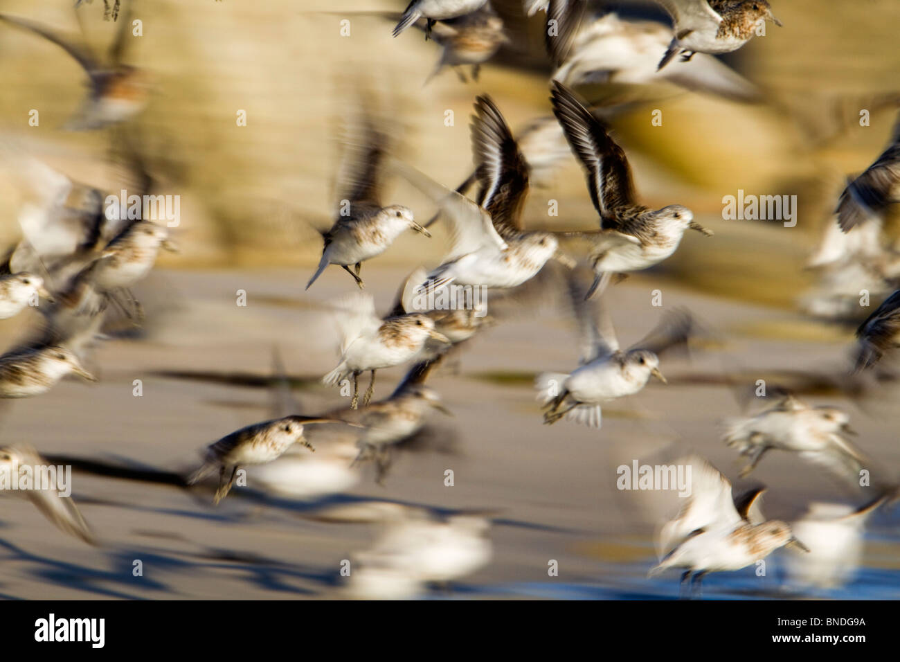 Sanderling flight hi-res stock photography and images - Alamy