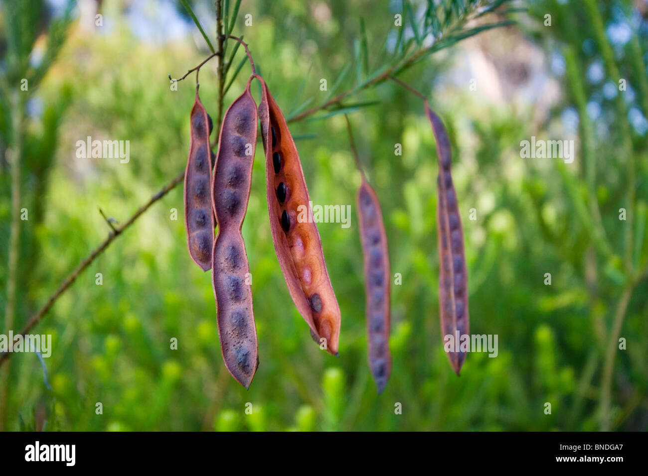 Seed pods hanging on a plant (acacia), Royal National Park, Sydney ...
