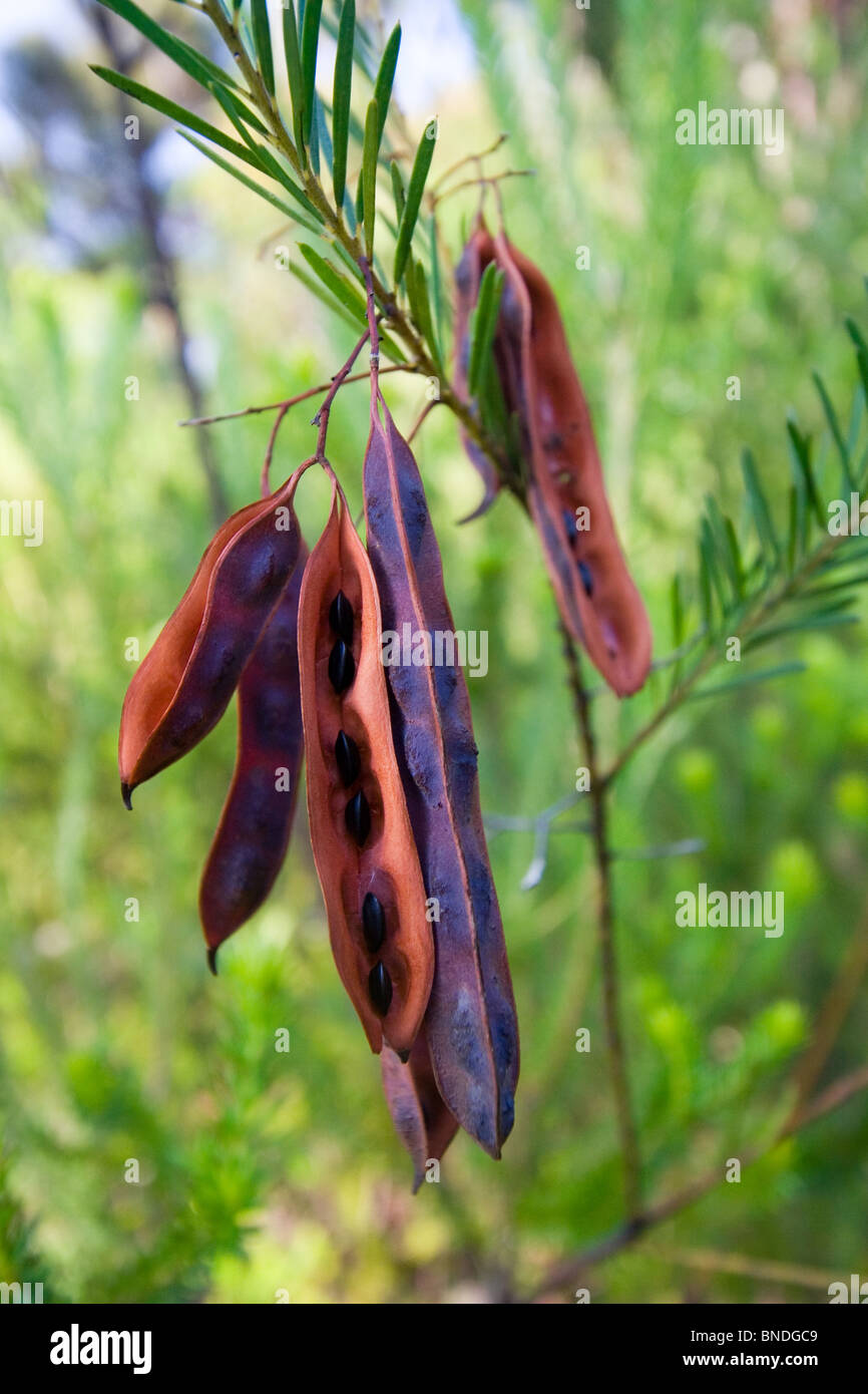 Bush pods australia hi-res stock photography and images - Alamy