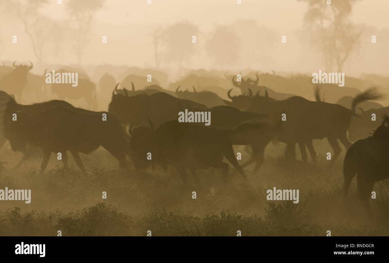 Wildebeest Migration, birth time for the calves from January to march ...