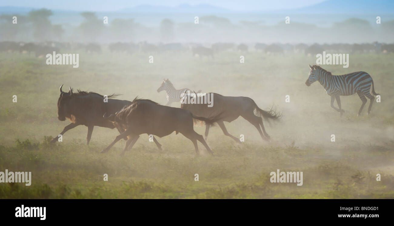 Wildebeest serengeti migration scenic hi-res stock photography and ...