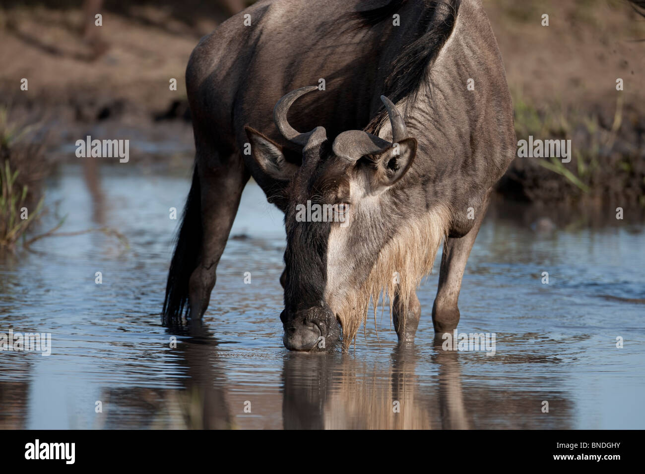 Wildebeest Migration, birth time for the calves from January to march ...