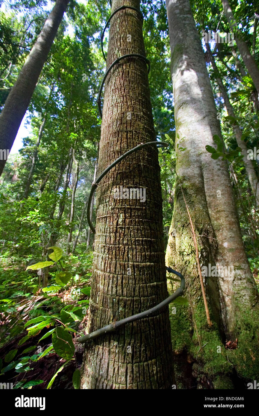 Vine Rainforest Plant at Steven Robbins blog