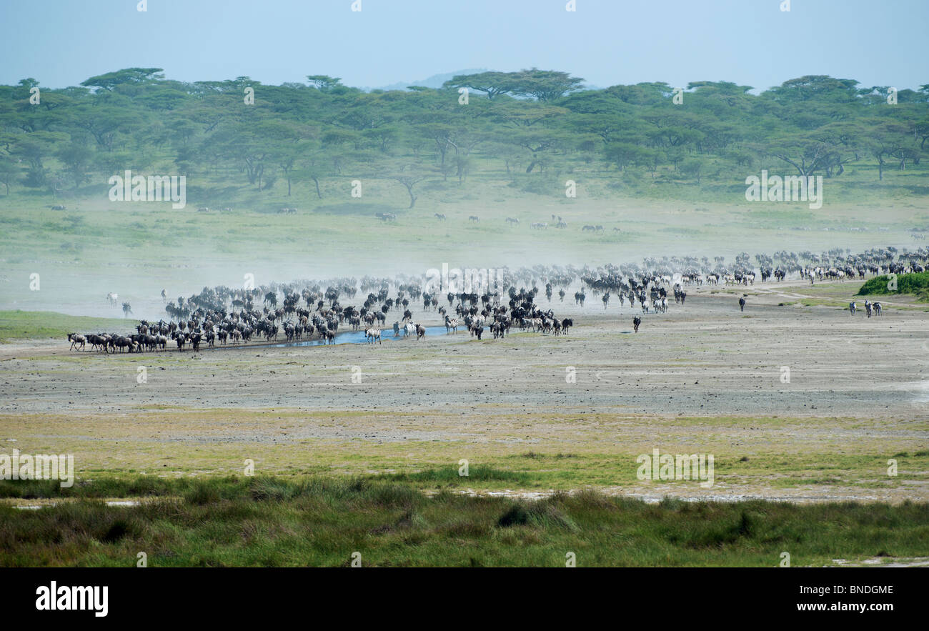 Wildebeest Migration, Ndutu marsh, Serengeti Ecosystem, Tanzania Stock ...