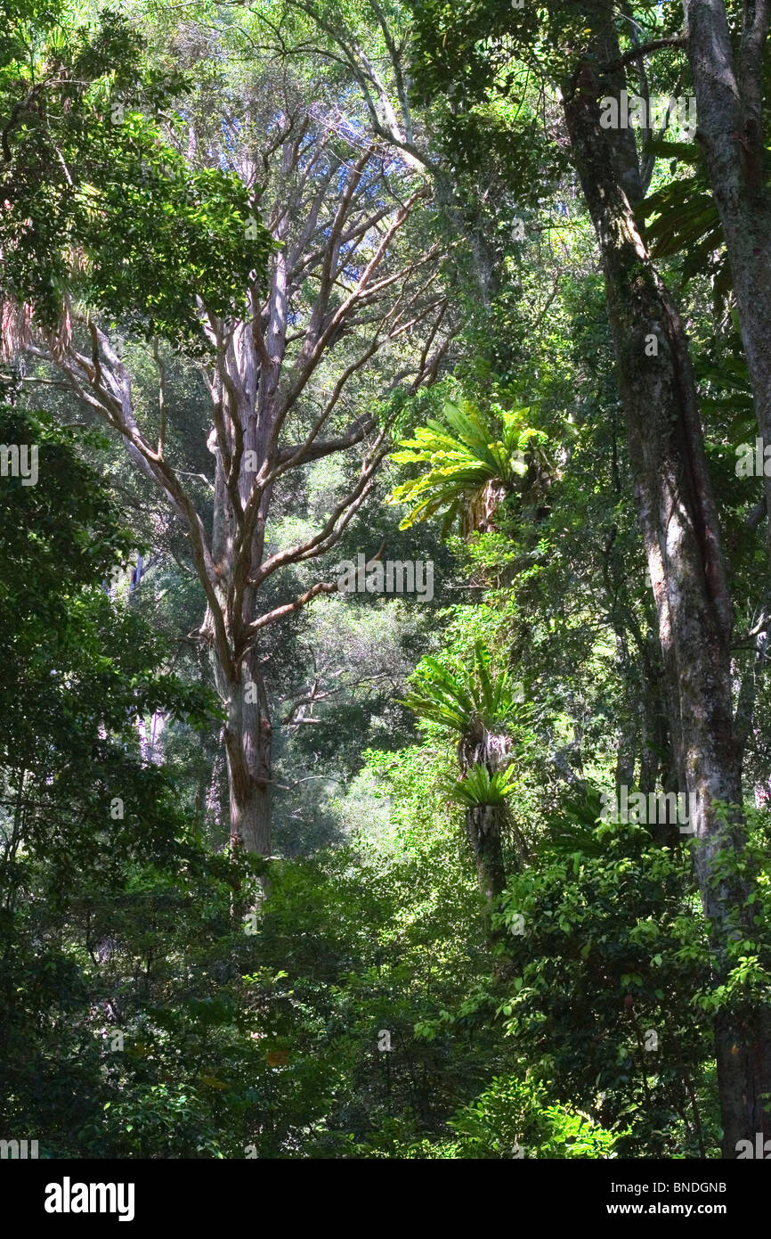 View of beautiful rainforest trees and plants, Royal National Park ...
