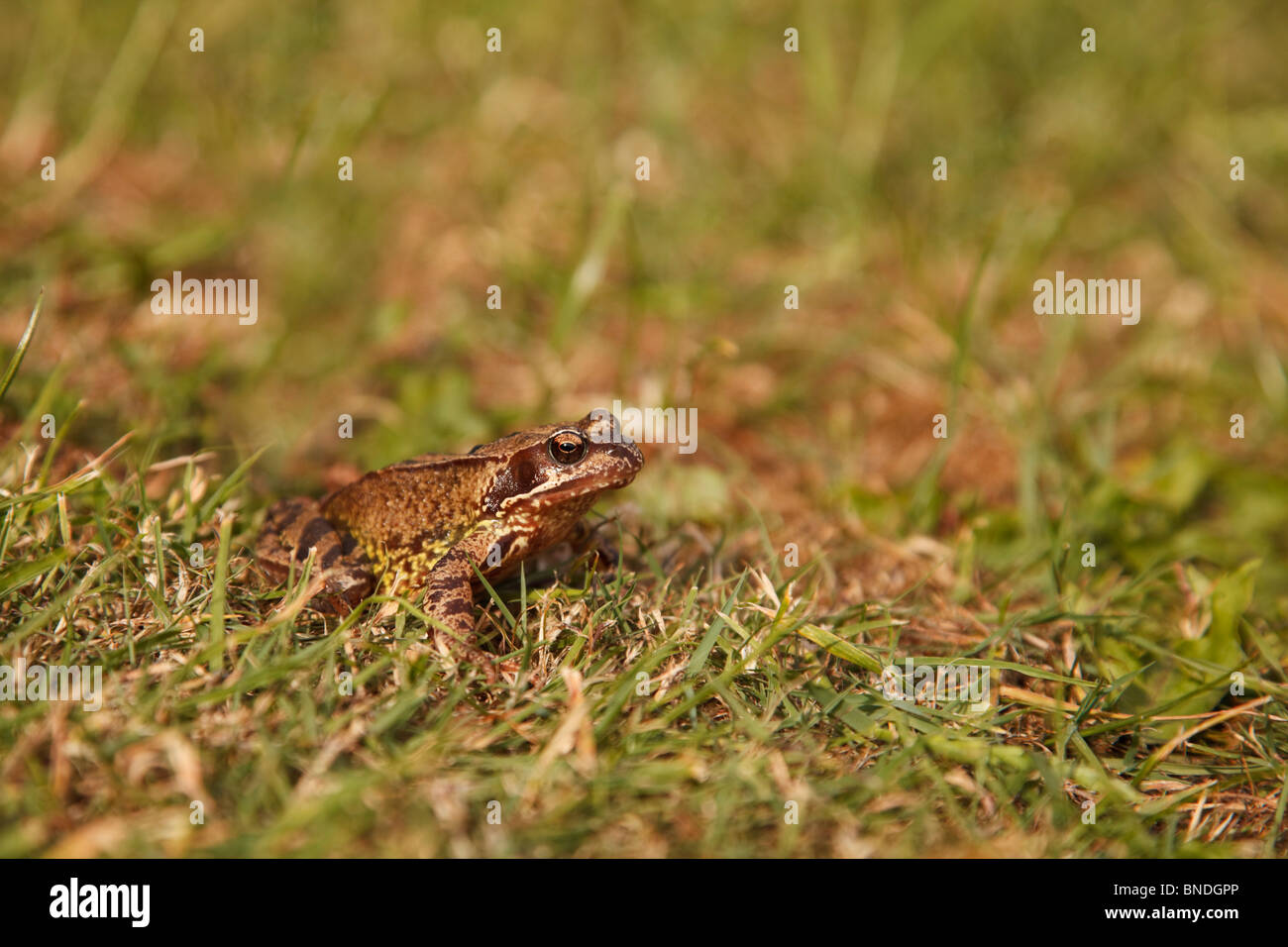 English common frog hi-res stock photography and images - Alamy