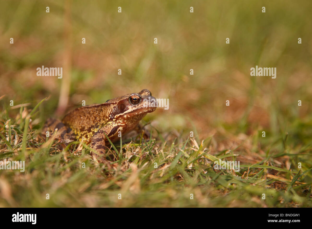 Common english frog hi-res stock photography and images - Alamy