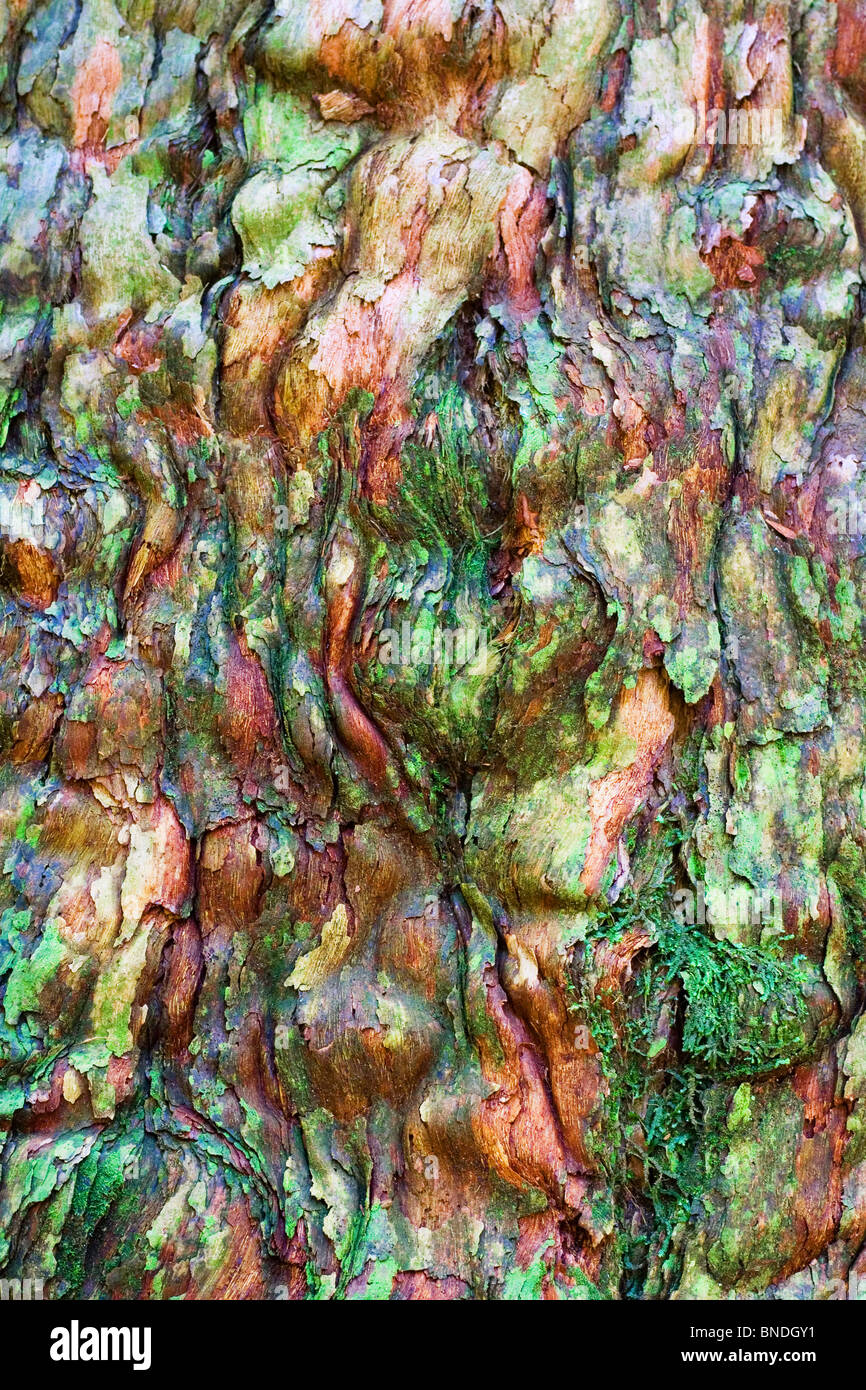 Colourful textured bark on a rainforest tree, Royal National Park ...