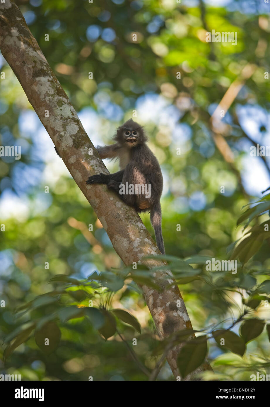 Monekey hi-res stock photography and images - Alamy
