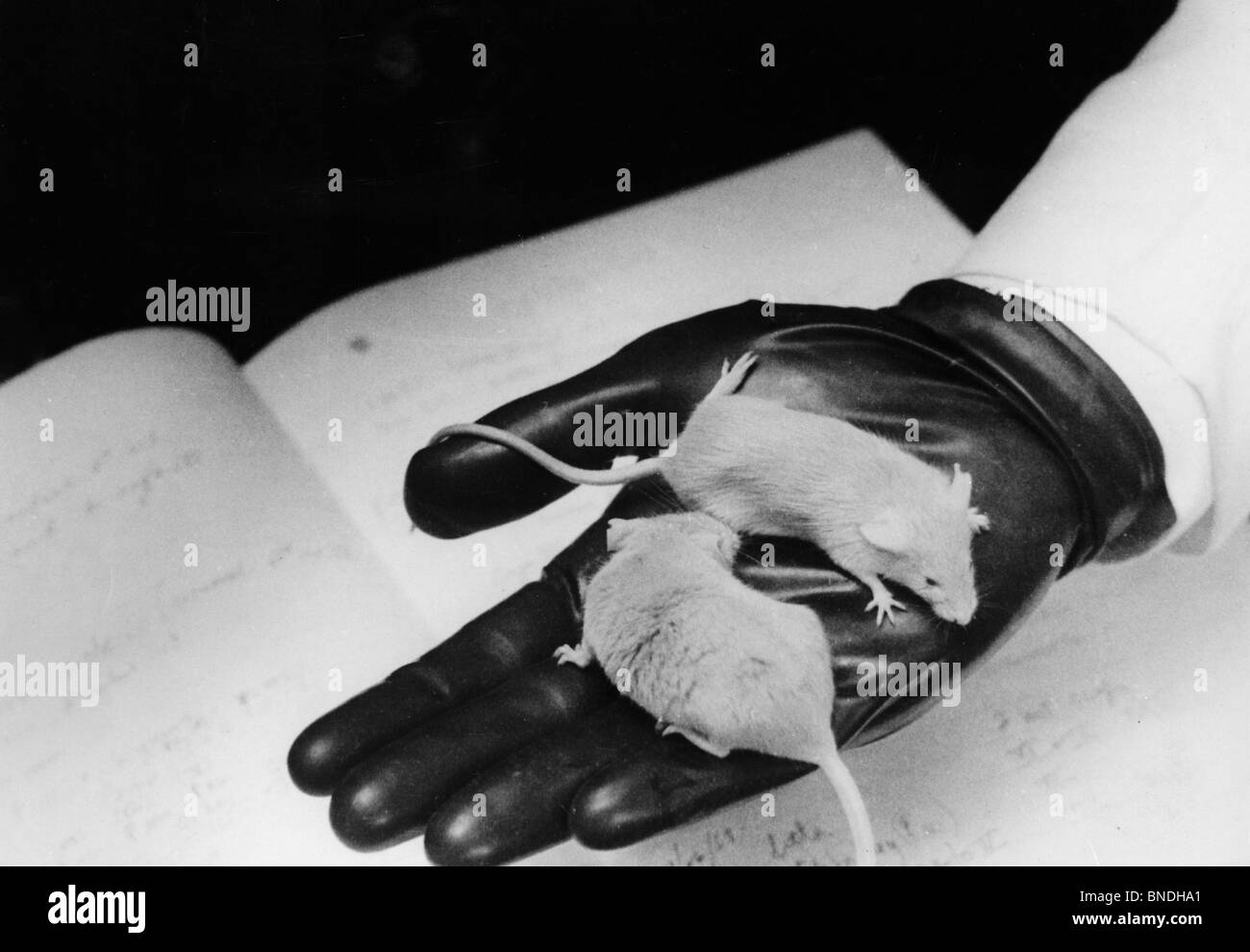 Scientist testing Black and White Stock Photos & Images - Alamy