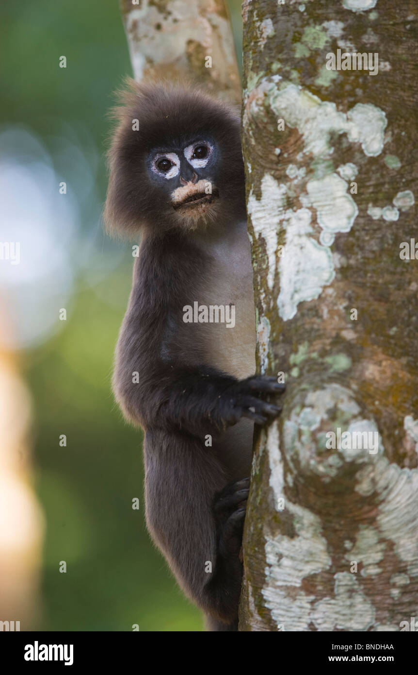phayre's leaf monekey trachypithecus phayrei spectacled sipohi jala ...