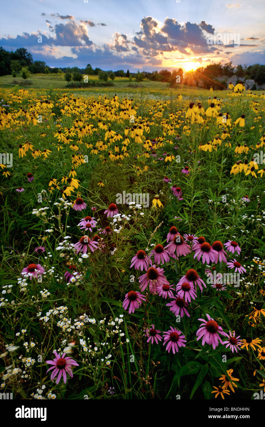 Midwestern wildflowers High Resolution Stock Photography and Images - Alamy