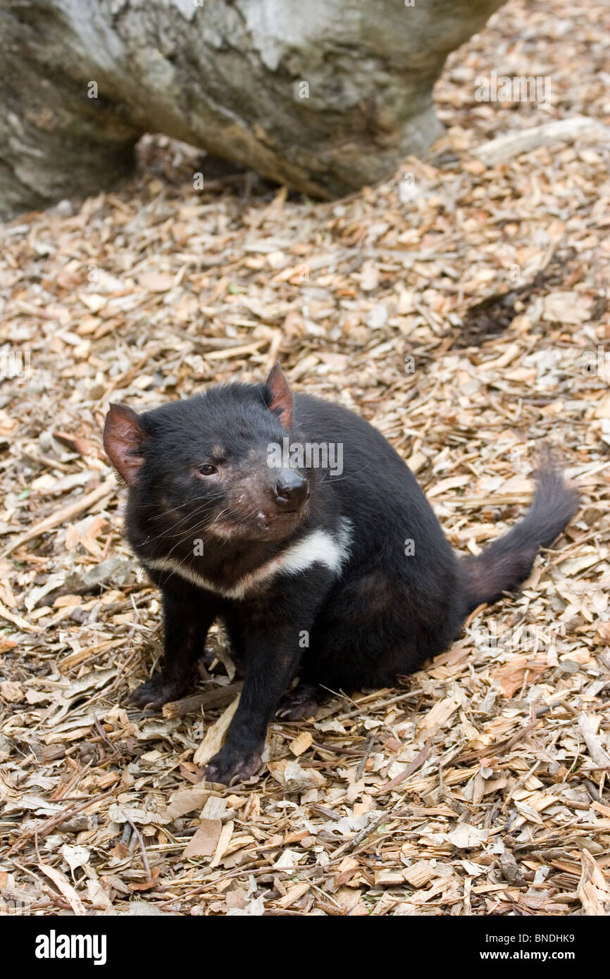 Tasmanian Devil (Sarcophilus harrisii Stock Photo - Alamy
