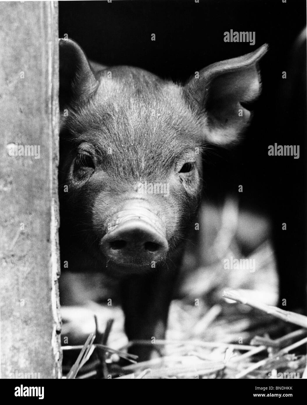 Pig looking at camera Black and White Stock Photos & Images - Alamy