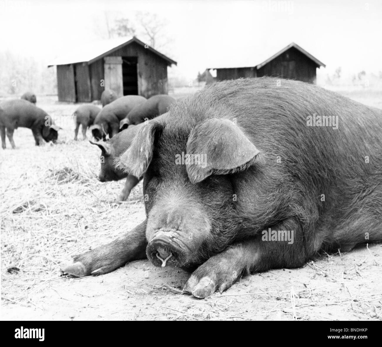 Down big Black and White Stock Photos & Images - Alamy