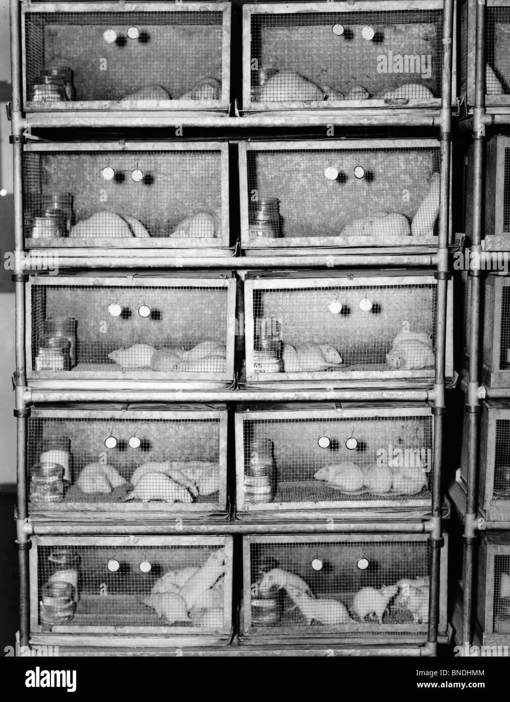 Mice cages hi-res stock photography and images - Alamy