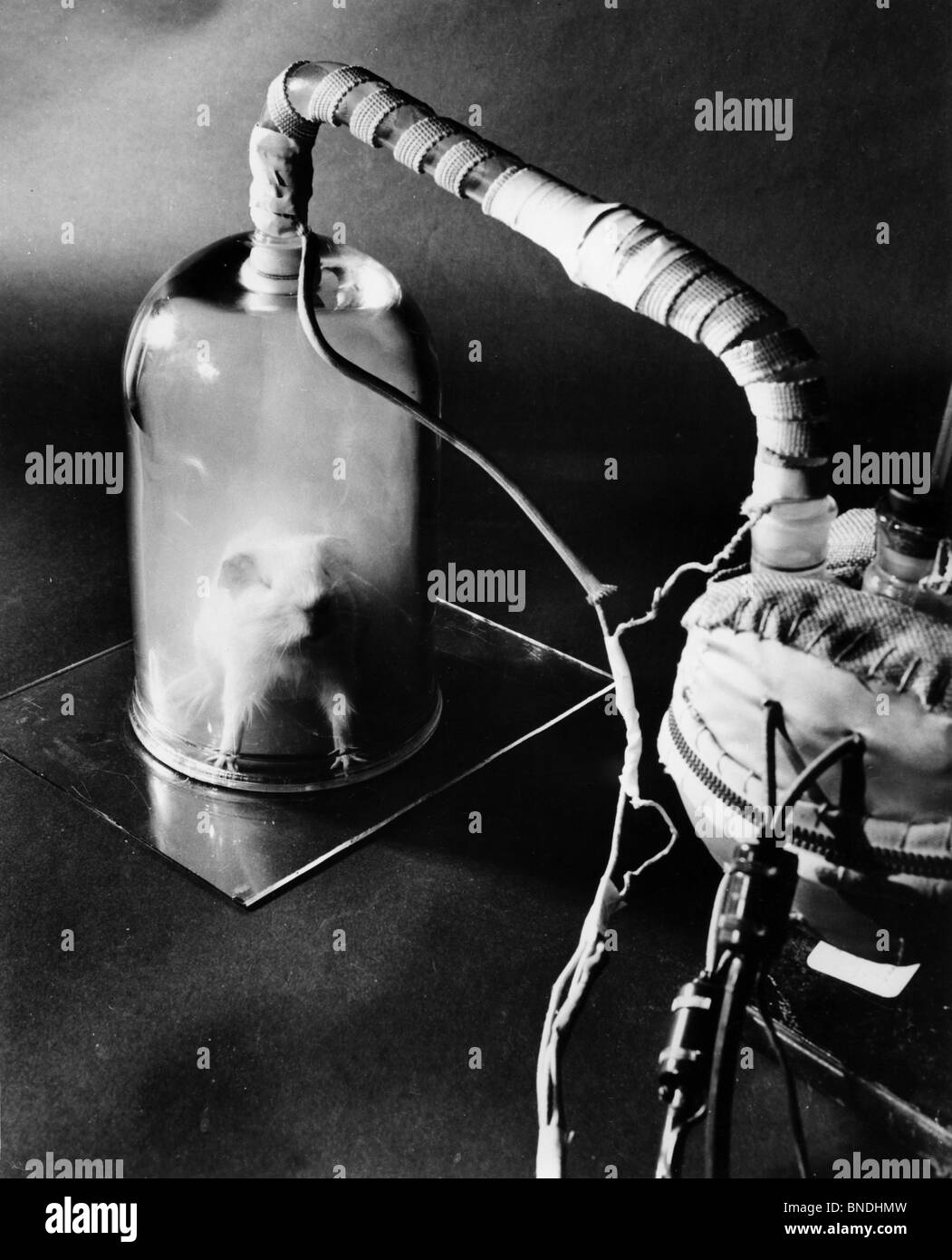 Animal testing pig Black and White Stock Photos & Images - Alamy