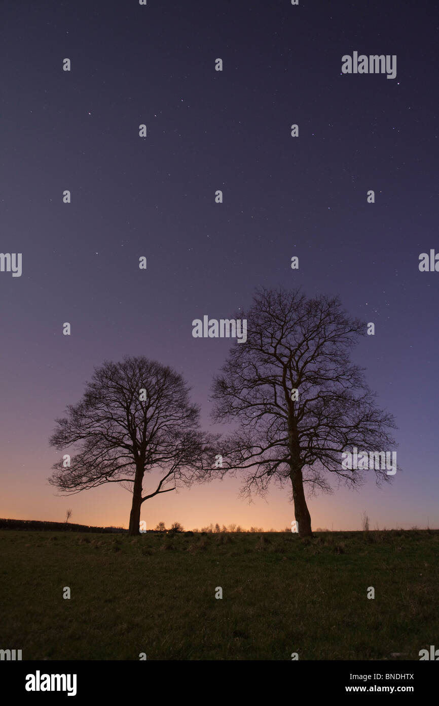 two trees at night, stars visible Stock Photo - Alamy