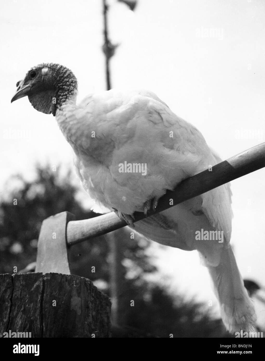 Turkey with axe Black and White Stock Photos & Images - Alamy