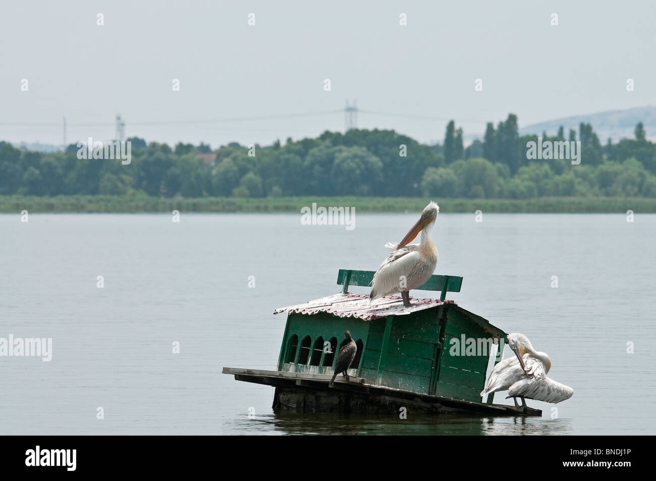 Floating bird house hi-res stock photography and images - Alamy