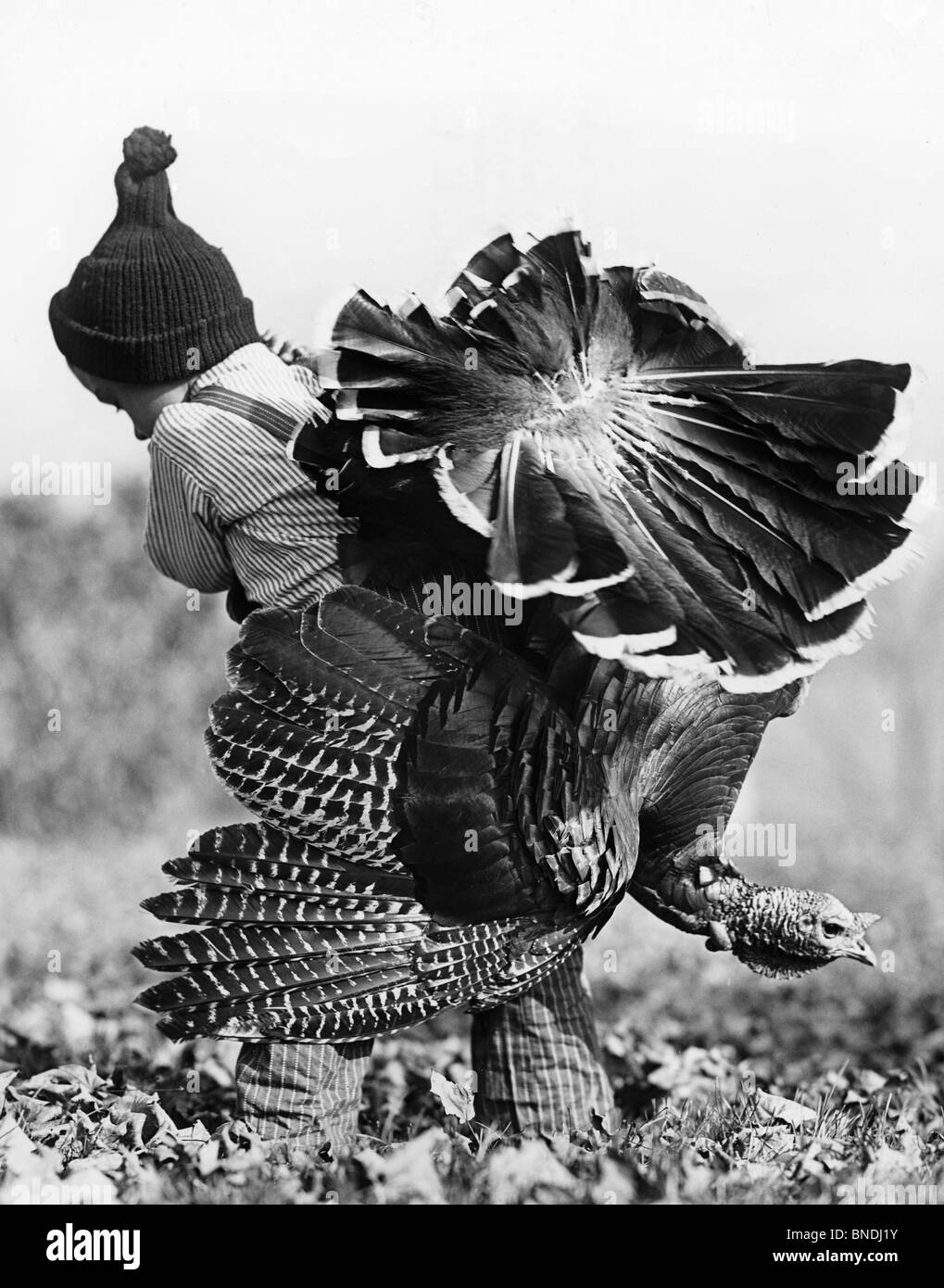 Animal rear view Black and White Stock Photos & Images - Alamy