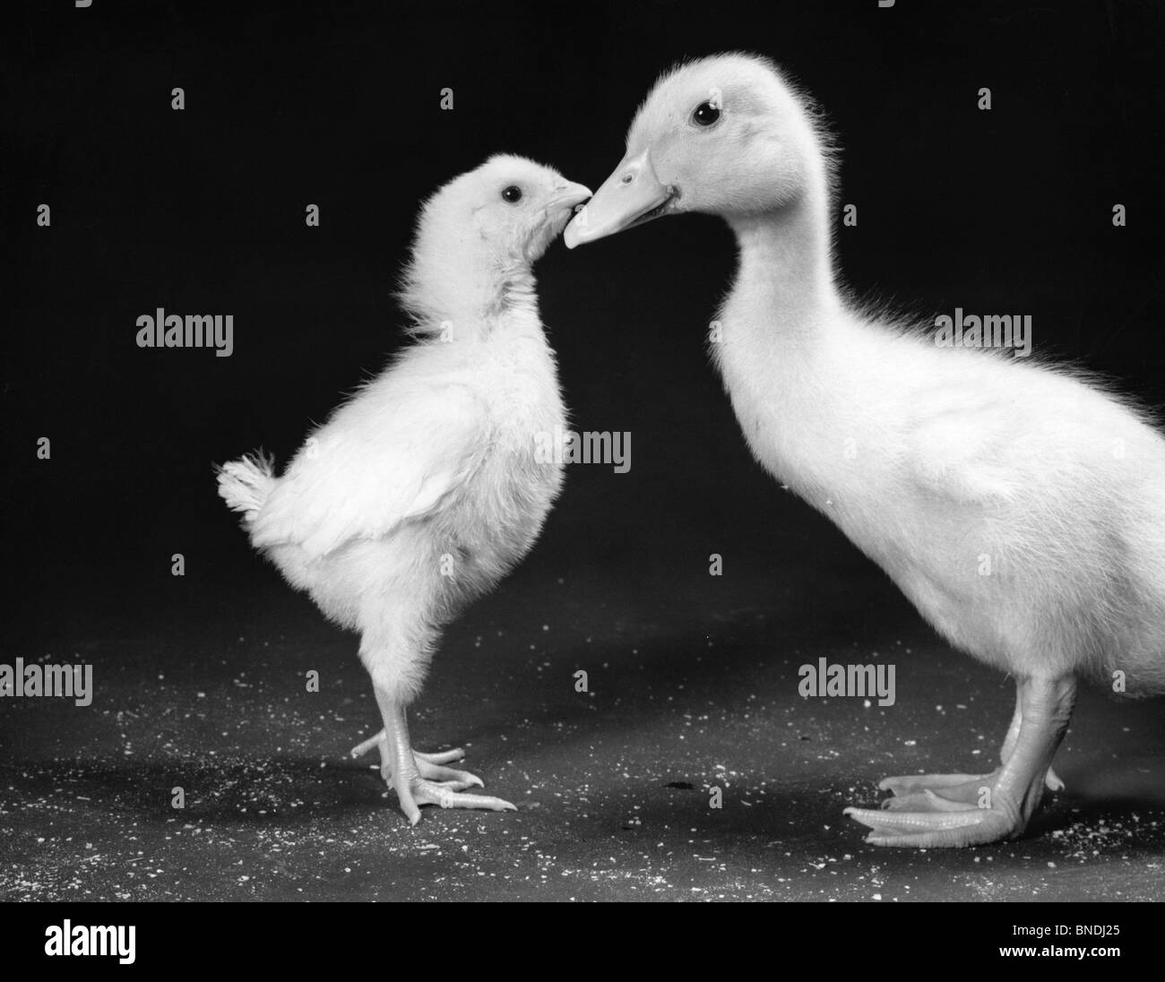 Young fluffy Black and White Stock Photos & Images - Alamy