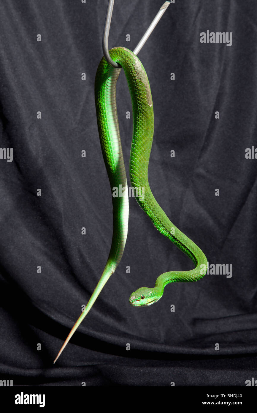 Tree snake demonstrated in captivity Stock Photo - Alamy