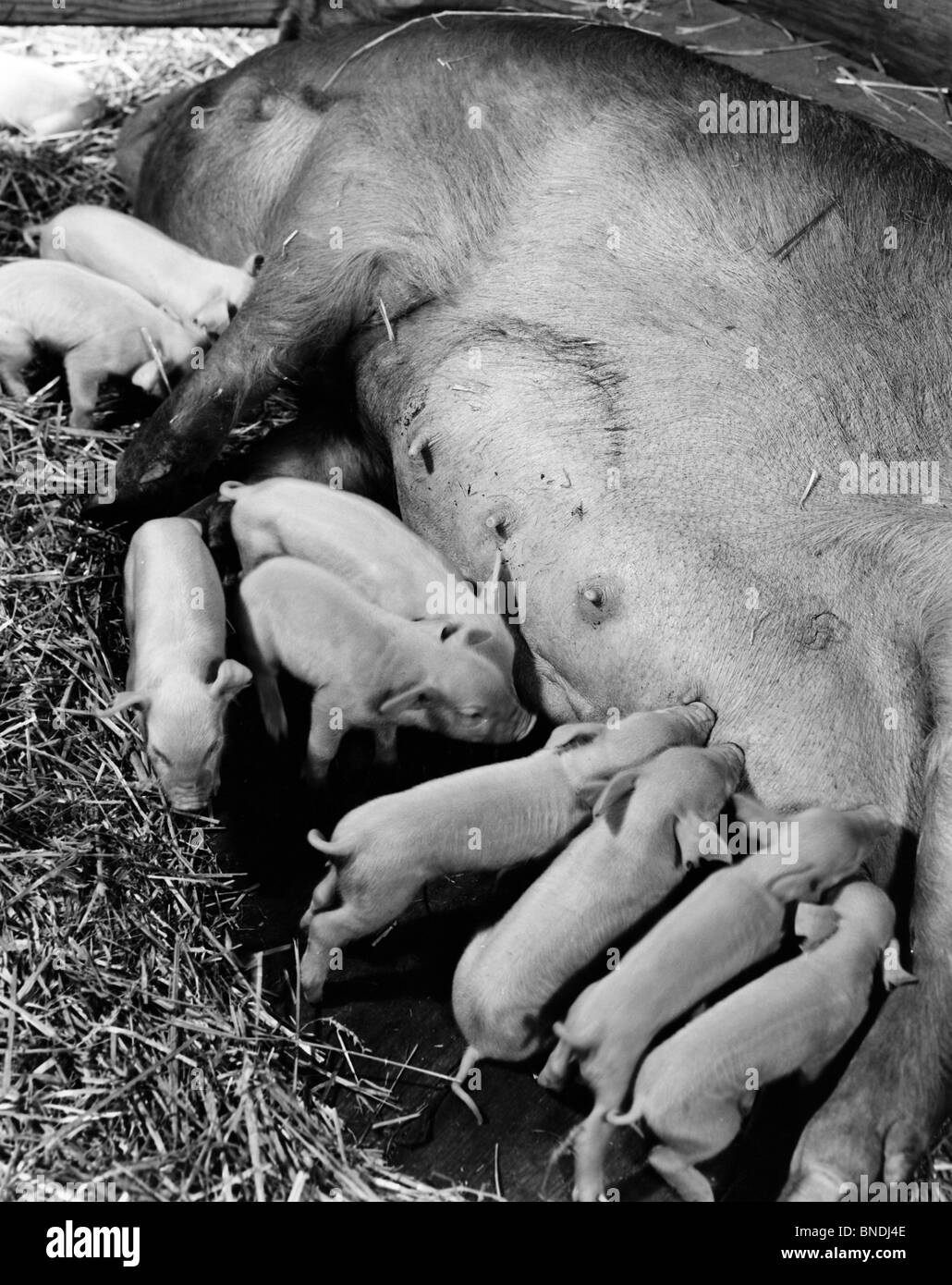 Pig feeding piglets Black and White Stock Photos & Images - Alamy