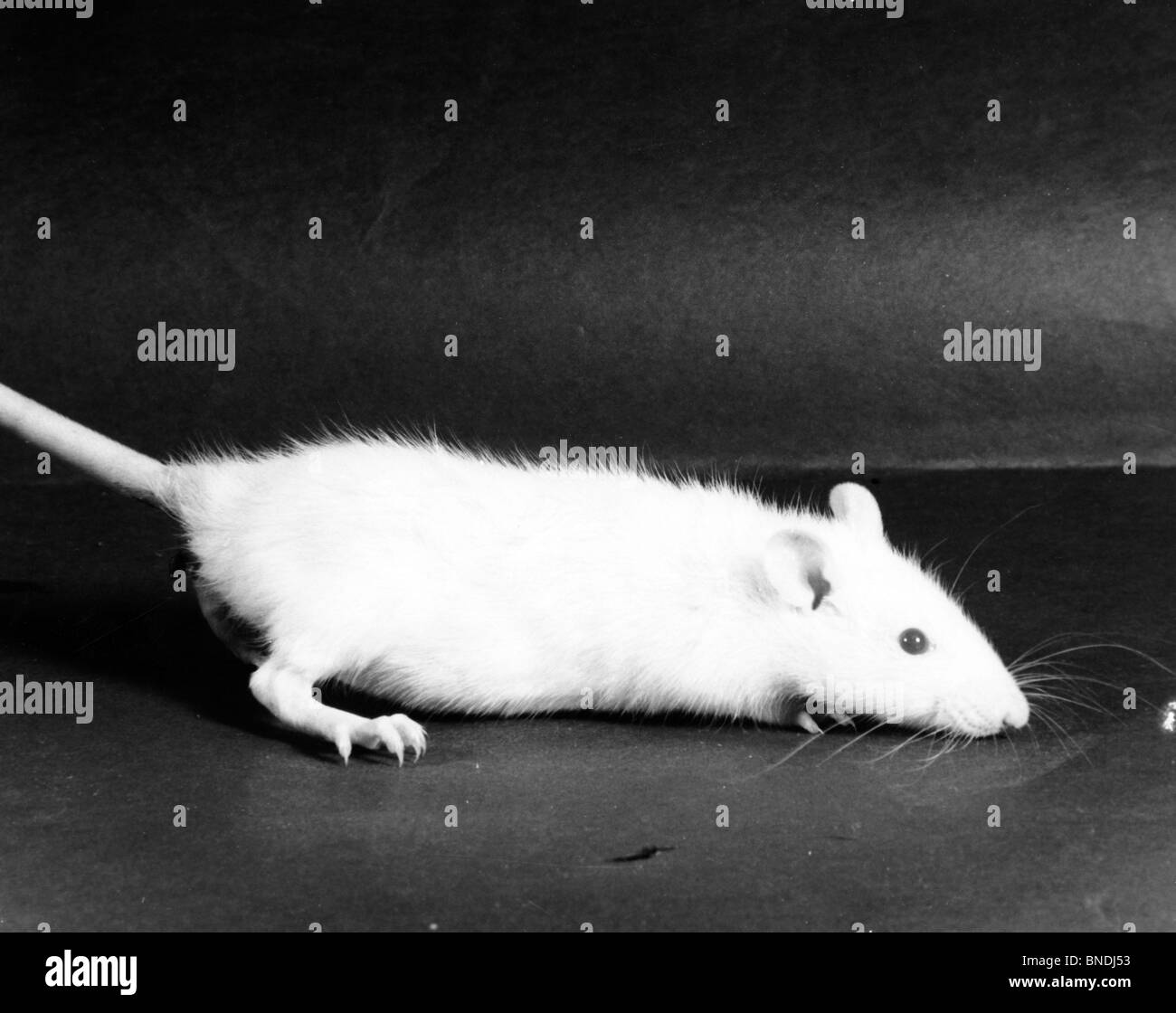 Rat white Black and White Stock Photos & Images - Alamy
