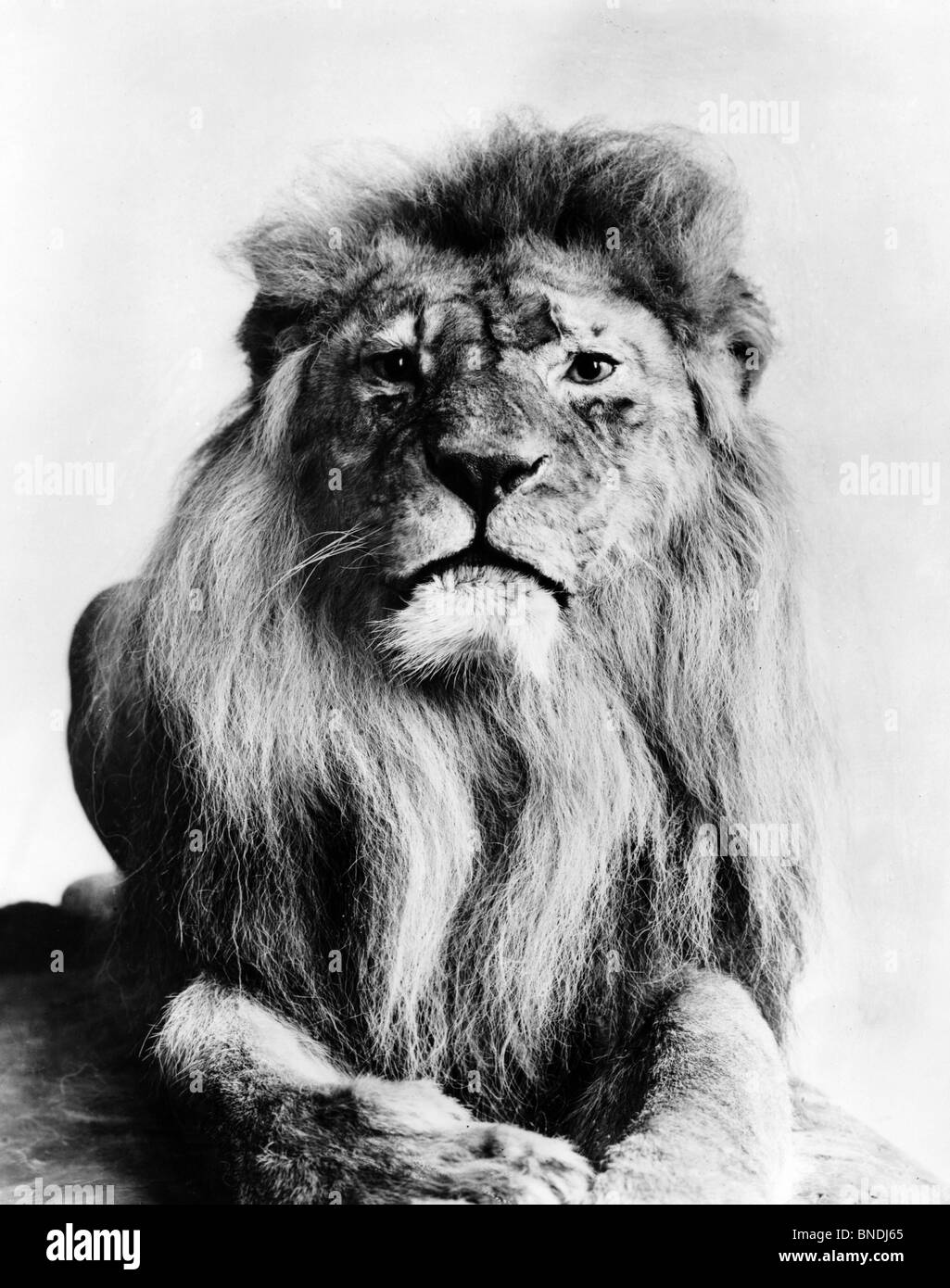 Lion lying in wild Black and White Stock Photos & Images - Alamy