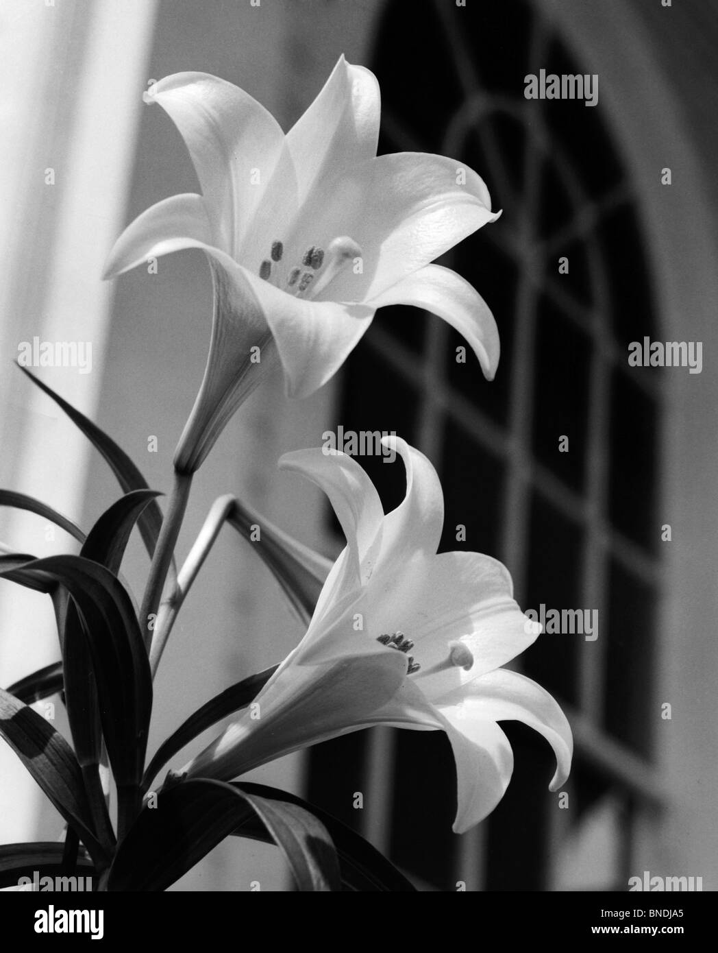 Where the lilies Black and White Stock Photos & Images - Alamy