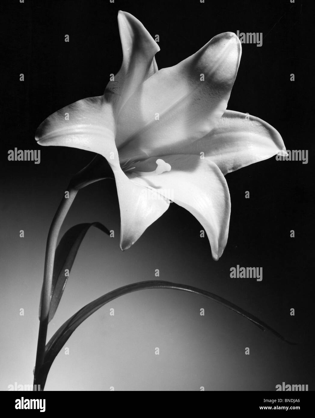 Cut rose, plant Black and White Stock Photos & Images - Alamy