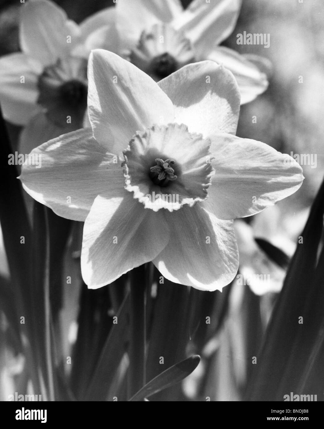 Close up daffodil flower Black and White Stock Photos & Images - Alamy