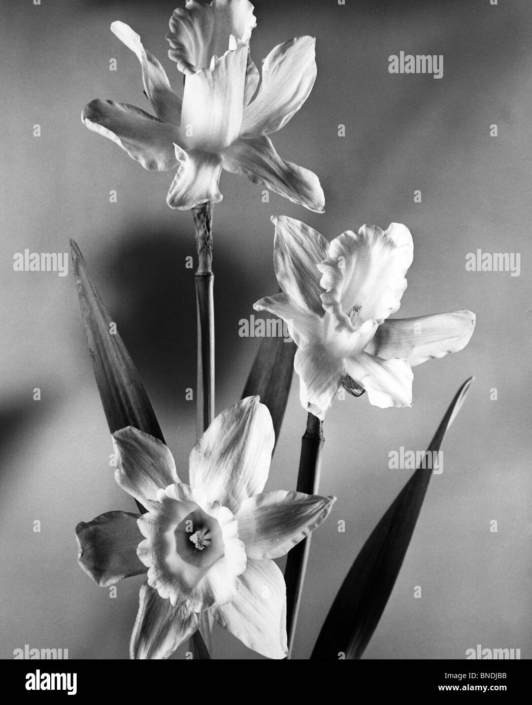 Ruffled head Black and White Stock Photos & Images - Alamy