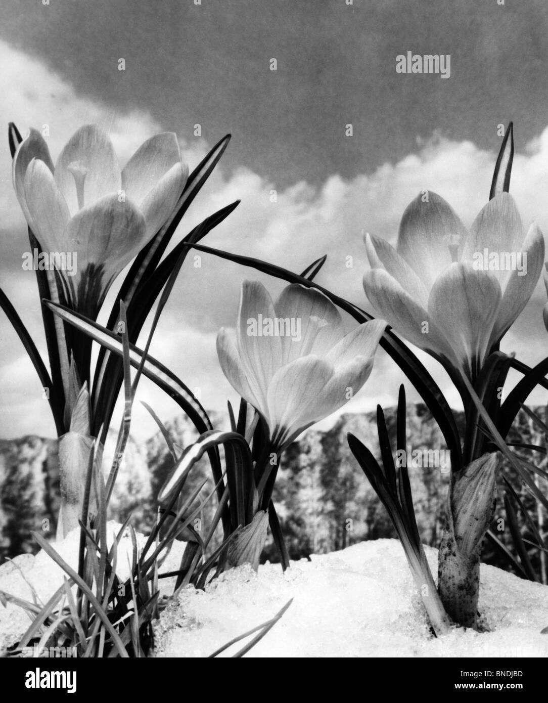Crocus snow Black and White Stock Photos & Images - Alamy
