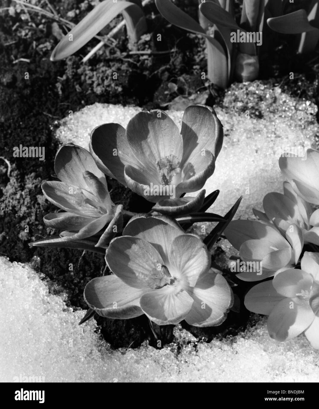 Thymes or crocuses Black and White Stock Photos & Images - Alamy