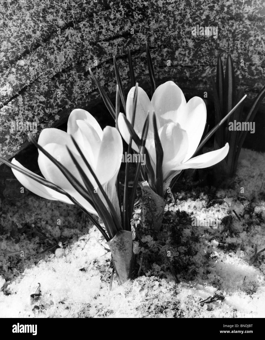 Crocus snow Black and White Stock Photos & Images - Alamy