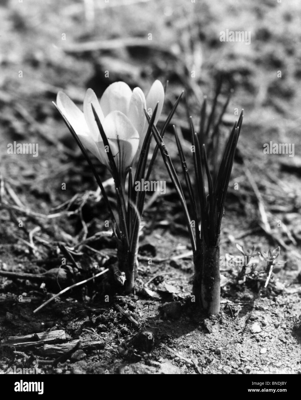 Crocus snow Black and White Stock Photos & Images - Alamy