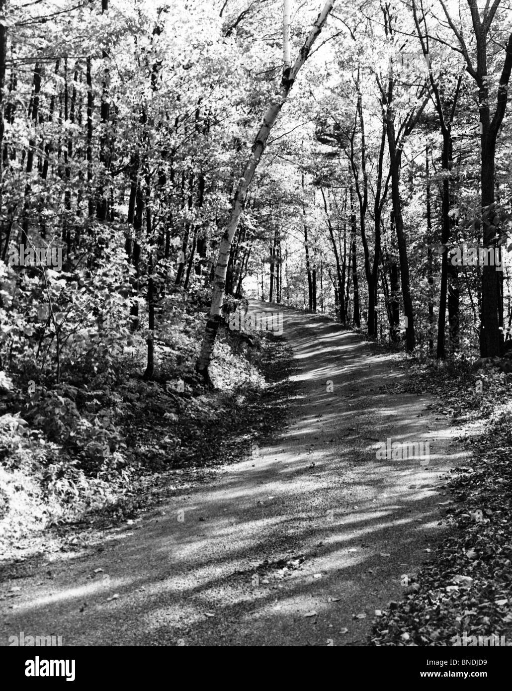 Track through the forest track through the forest hi-res stock ...