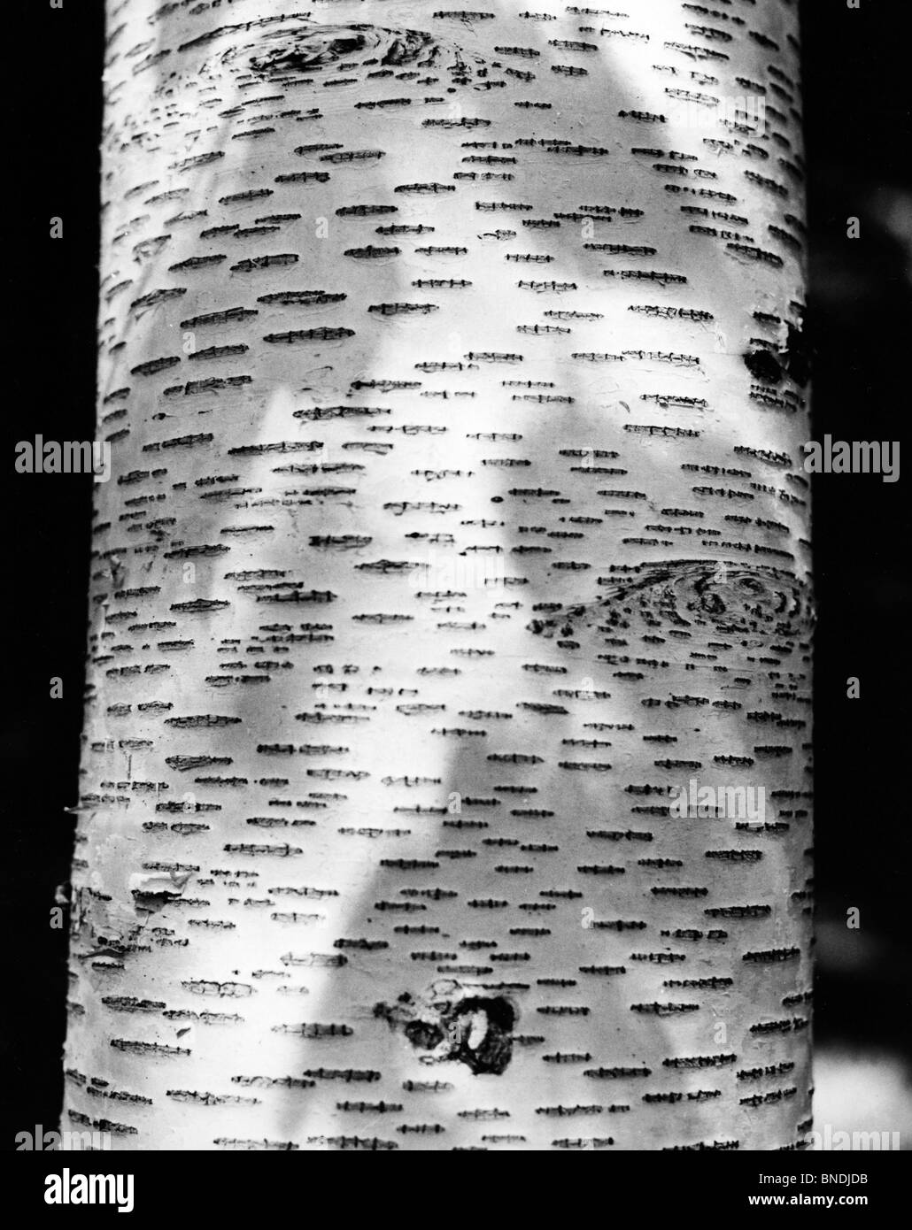 Birch tree trunk Stock Photo - Alamy
