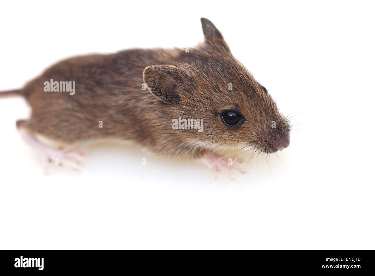 Mouse at feet Cut Out Stock Images & Pictures - Alamy