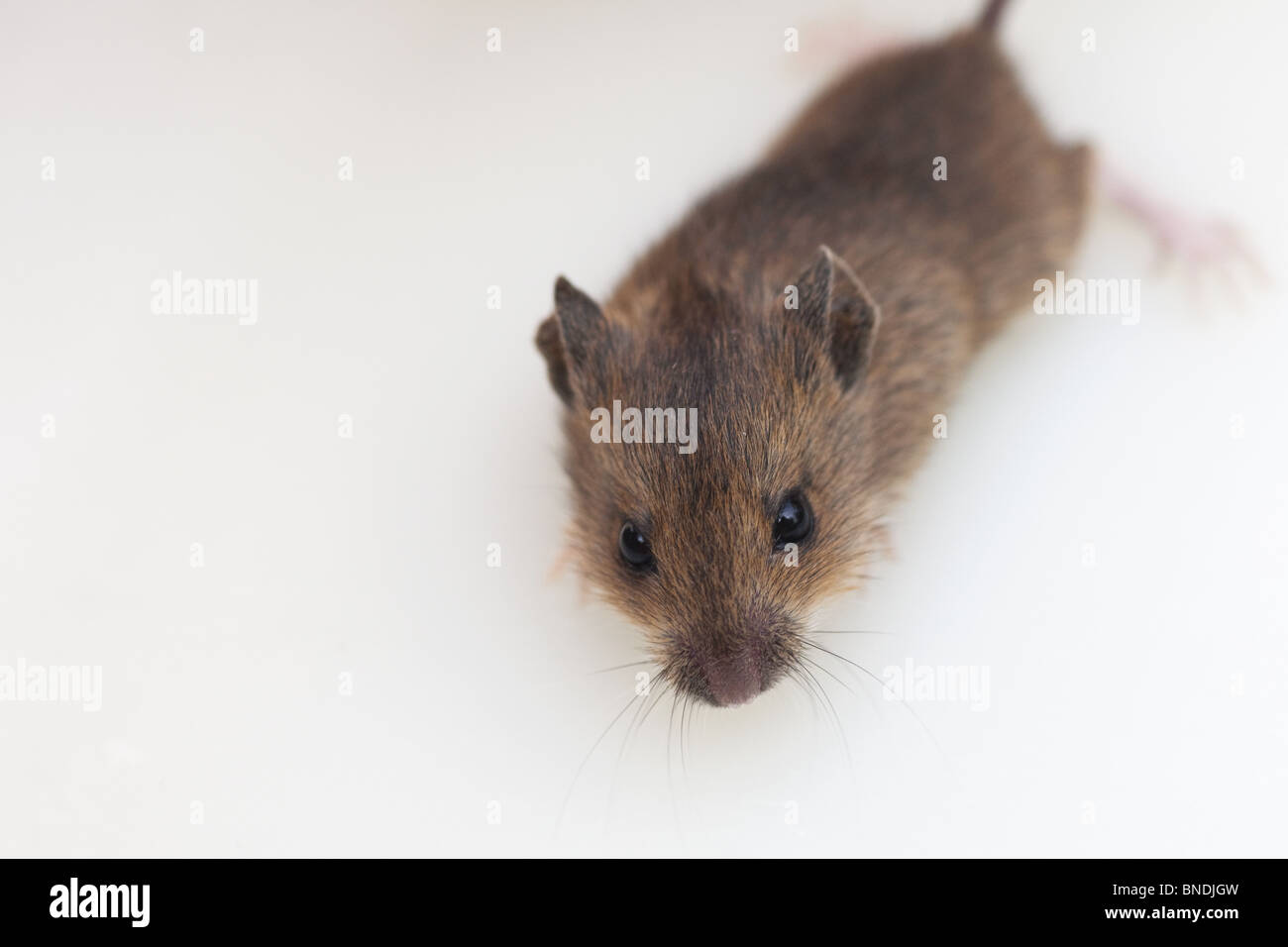 Baby mouse hi-res stock photography and images - Alamy