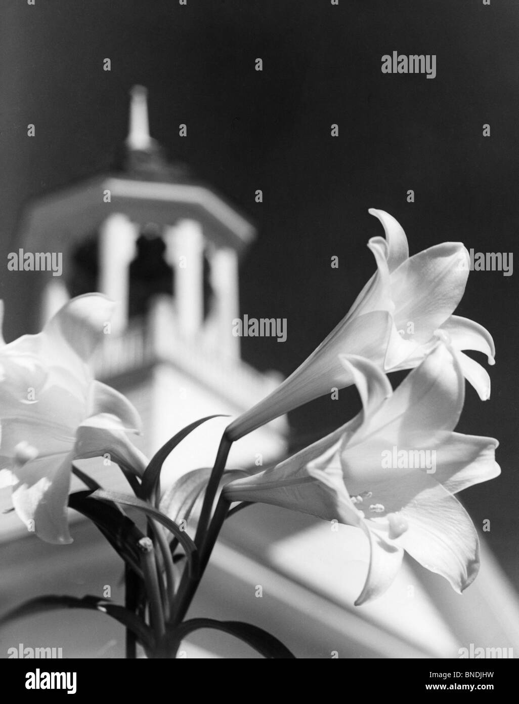 Tower lily Black and White Stock Photos & Images - Alamy