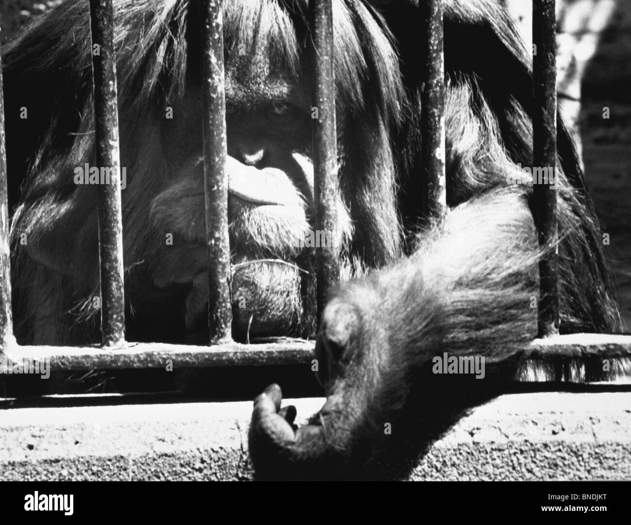 Side profile of a rooster perching in a window Stock Photo - Alamy