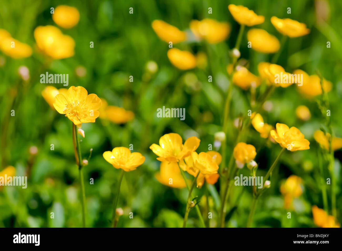 Buttercup close up Stock Photo - Alamy