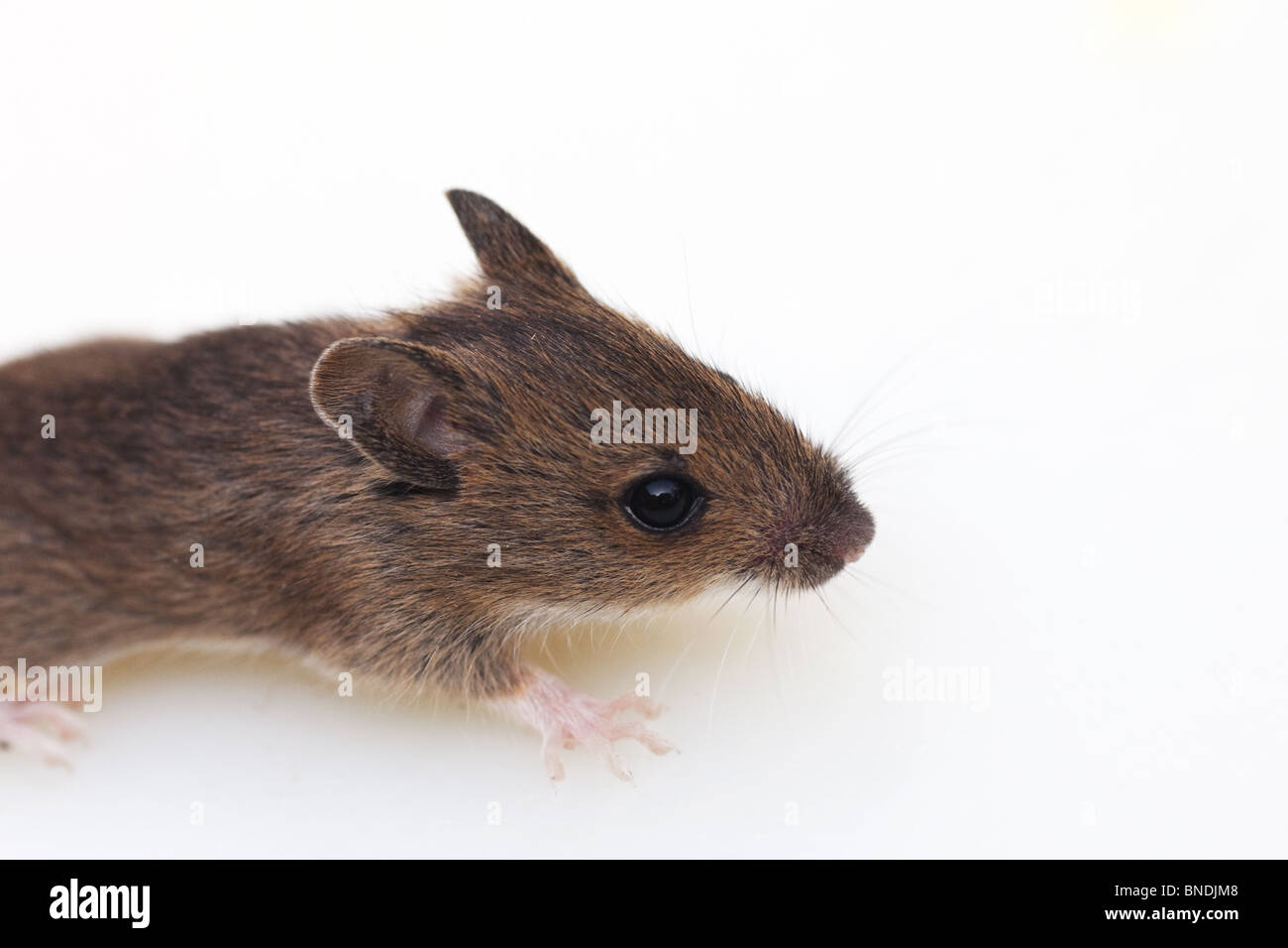 House mouse baby hi-res stock photography and images - Alamy