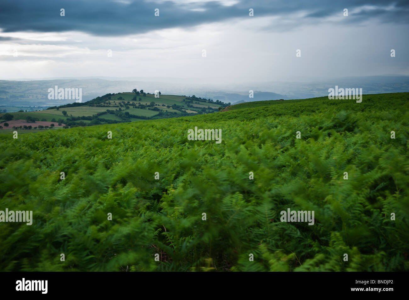 Wind swept bracken and stormy weather, Hay Bluff, Brecon Beacons ...