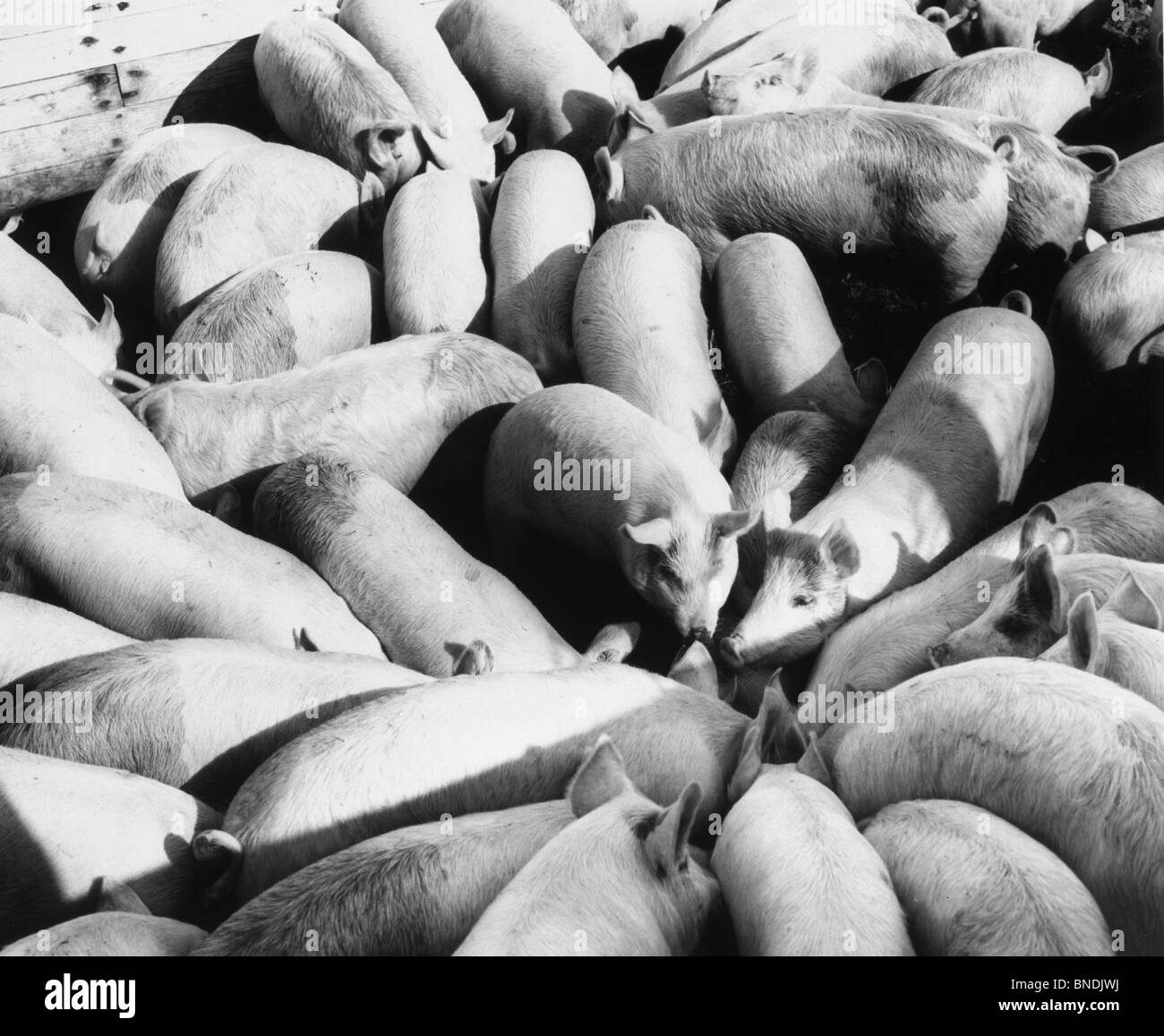 With the group view of Black and White Stock Photos & Images - Alamy
