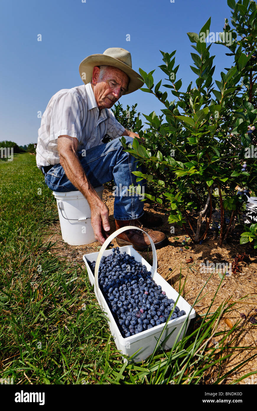 Older Man Picking Blueberries in Harrison County, Indiana Stock Photo ...